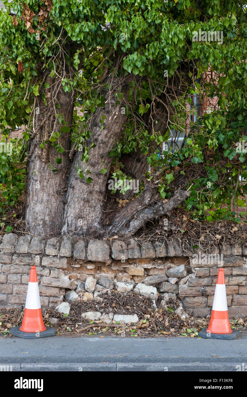 Tree and wall damage hi-res stock photography and images - Alamy