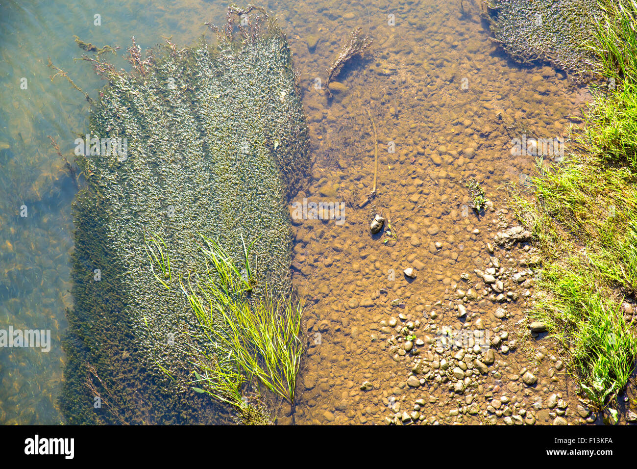 Plants floating in a muddy River Stock Photo - Alamy