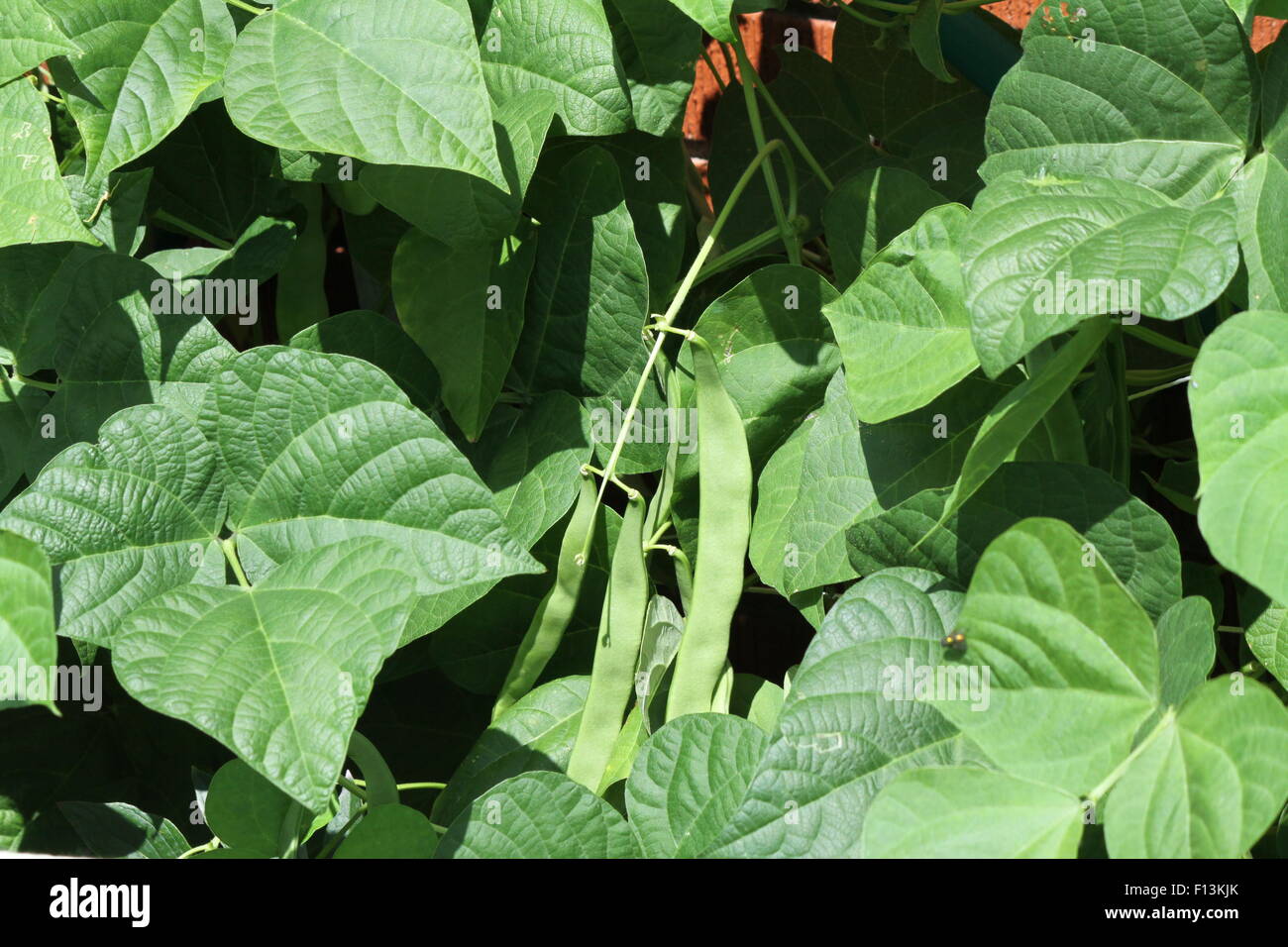 Green beans growing in a small vegetable garden Stock Photo - Alamy