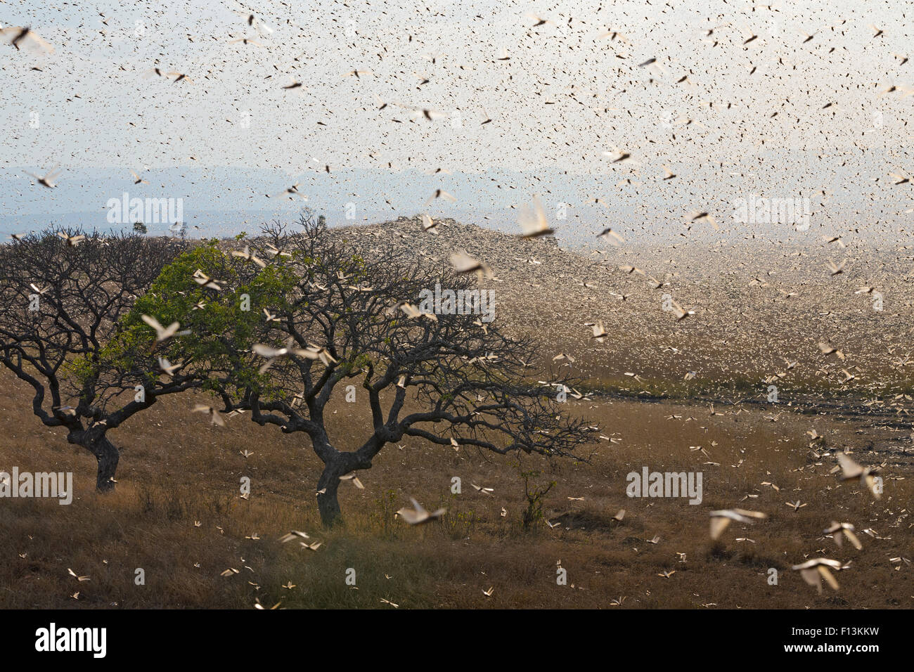 Migratory Locust (Locusta migratoria capito) swarm flying, near Isalo ...