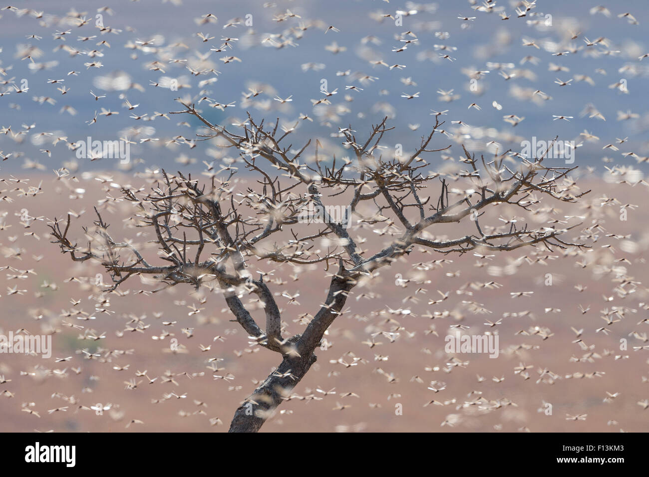 Biodiversity threats hi-res stock photography and images - Alamy