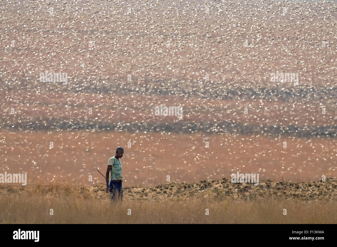 Migratory Locust (Locusta migratoria capito) swarm flying over ...