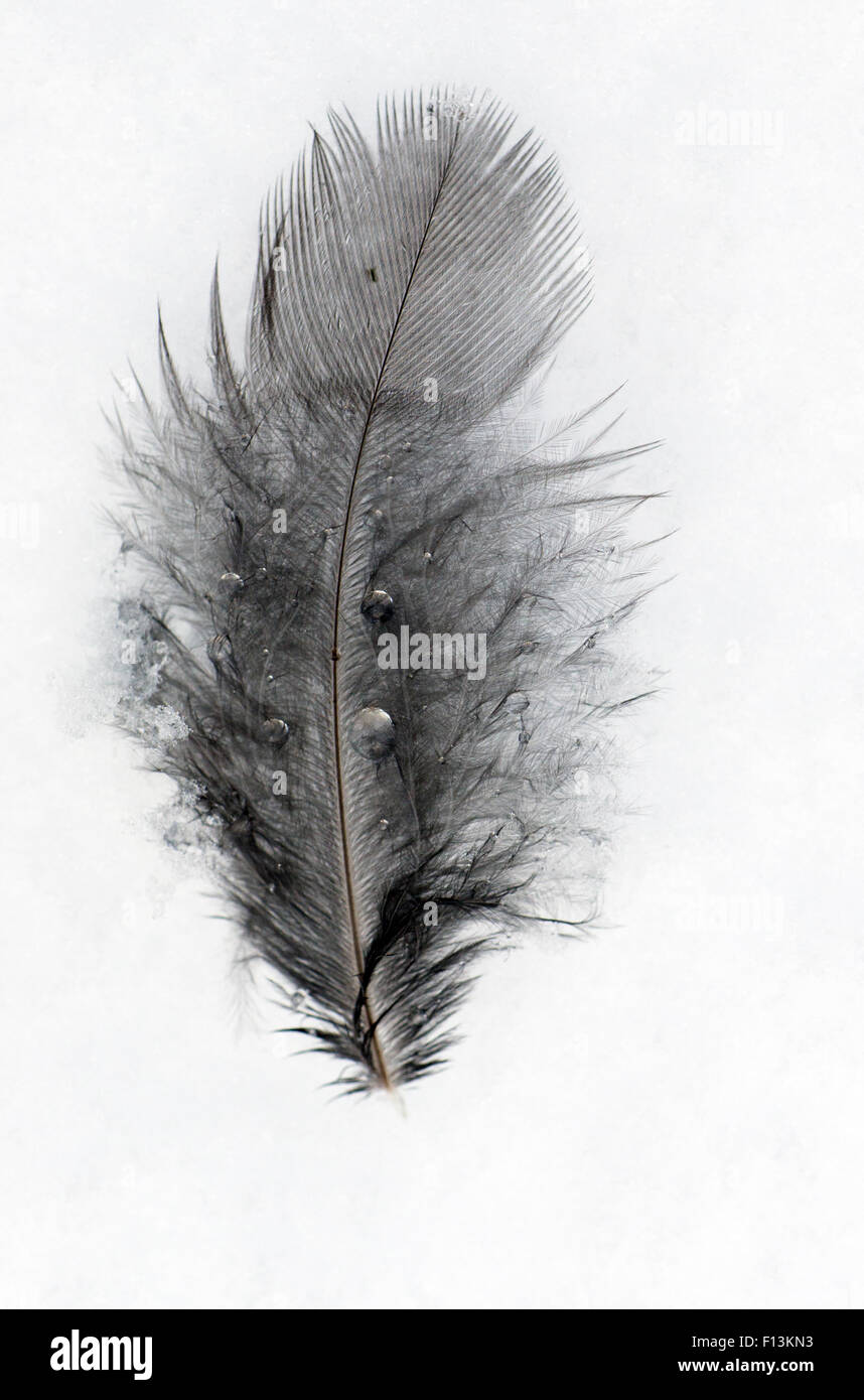 Dove feather hi-res stock photography and images - Alamy