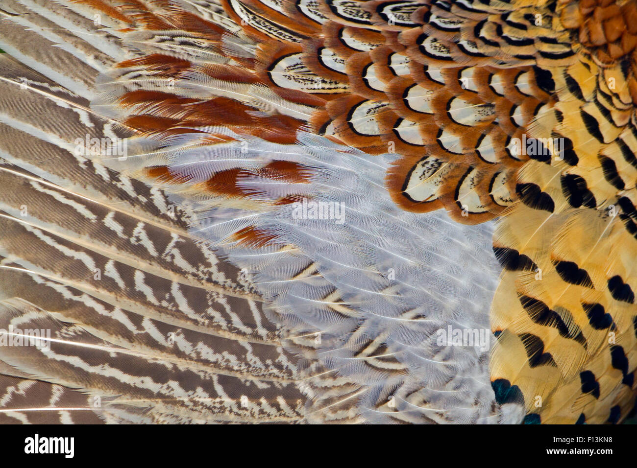 Pheasant plumage hi-res stock photography and images - Alamy