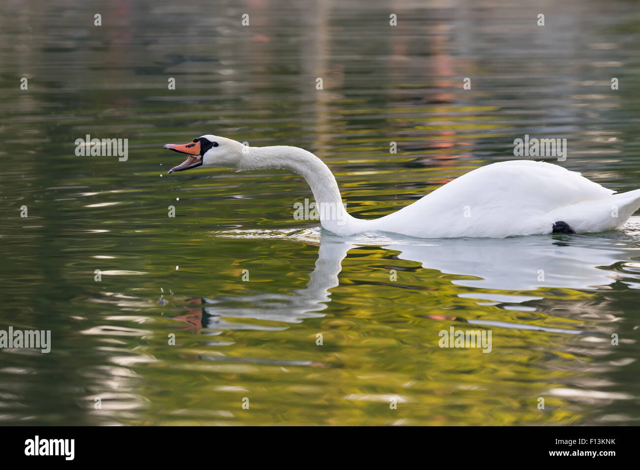 Beautiful swan reflection while yelling Stock Photo - Alamy