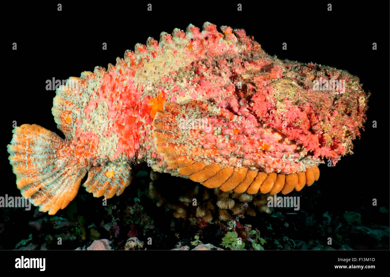 BIG STONEFISH SWIMMING IN CORAL REEF DURING NIGHT Stock Photo - Alamy