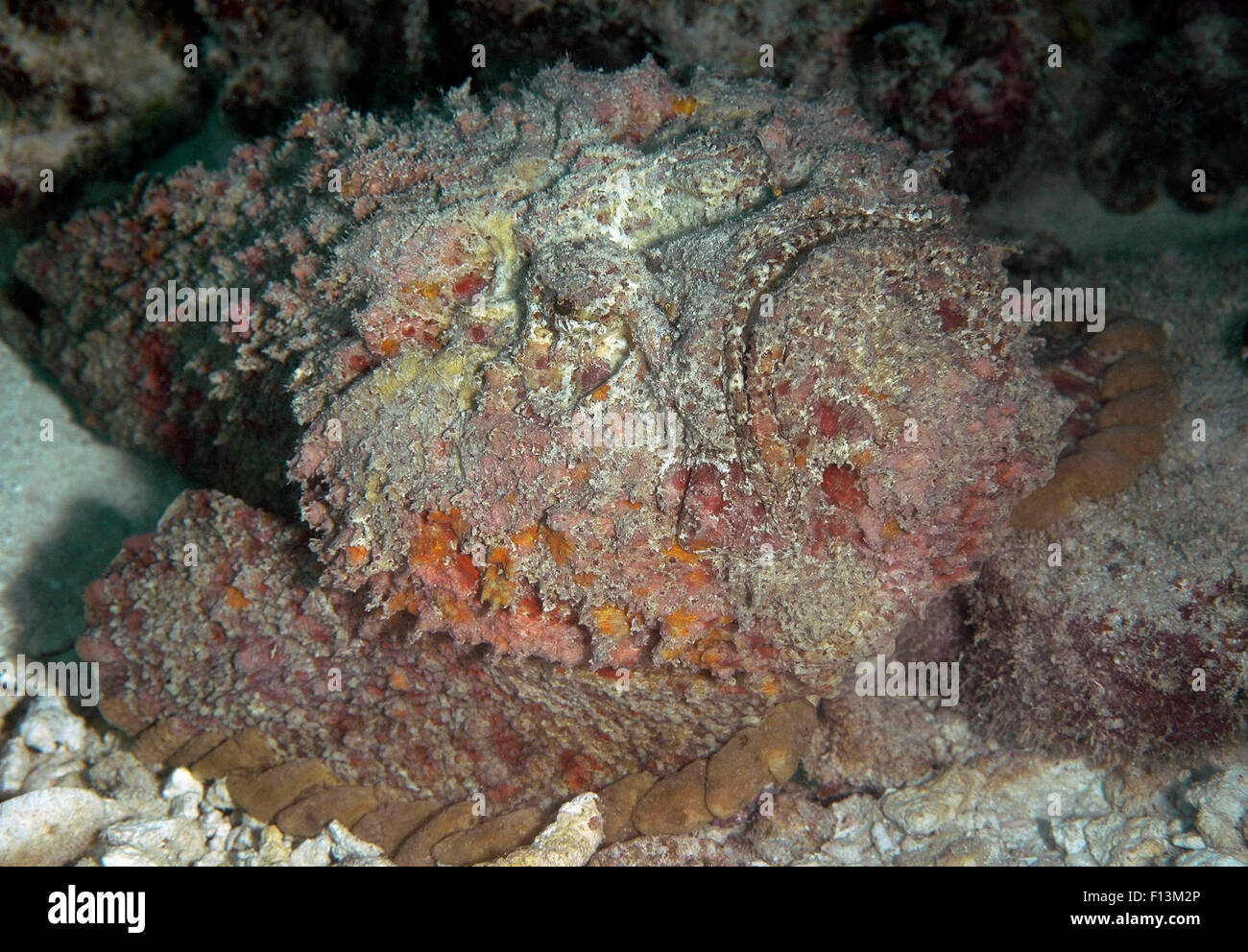 Close up view stonefish in hi-res stock photography and images - Alamy