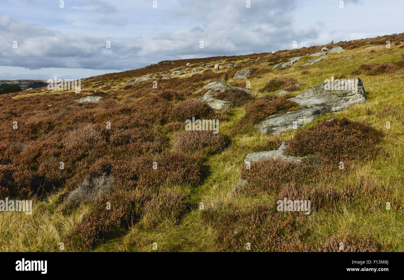 North York Moors national park in autumn with flowering heather, rocks ...