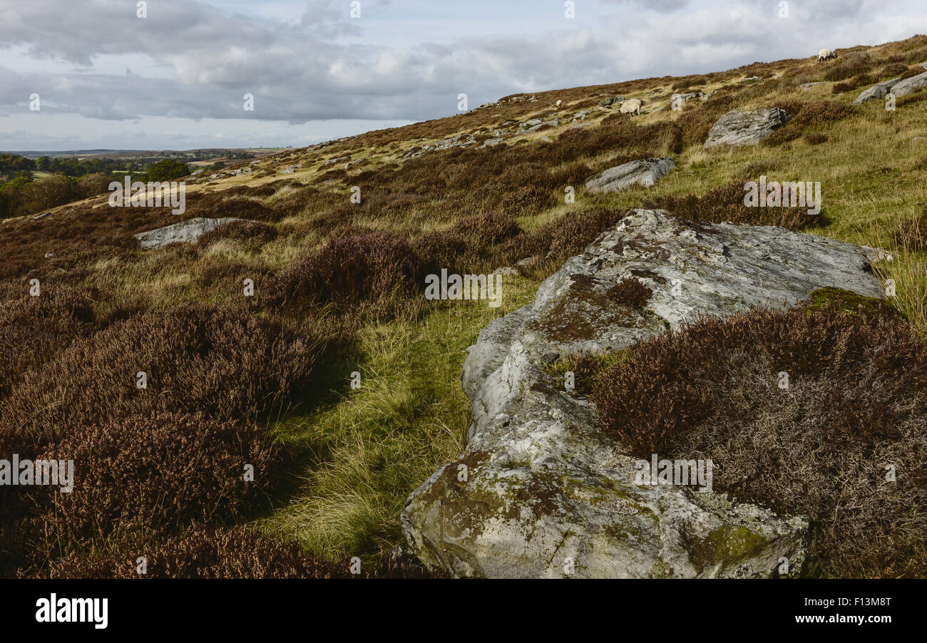 North yorkshire heather rock hi-res stock photography and images - Alamy