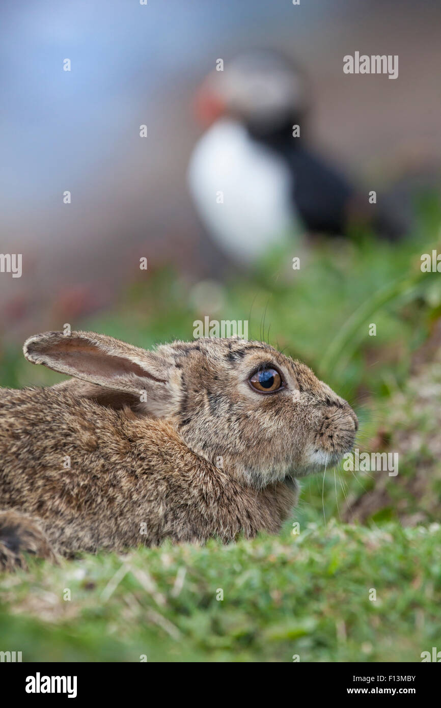 European Wild Rabbit (Oryctolagus cuniculus) with an Atlantic puffin ...