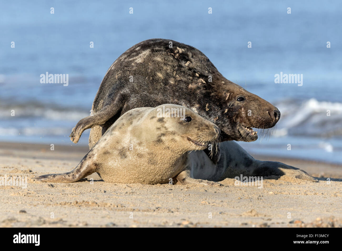 Courting couple hi-res stock photography and images - Alamy