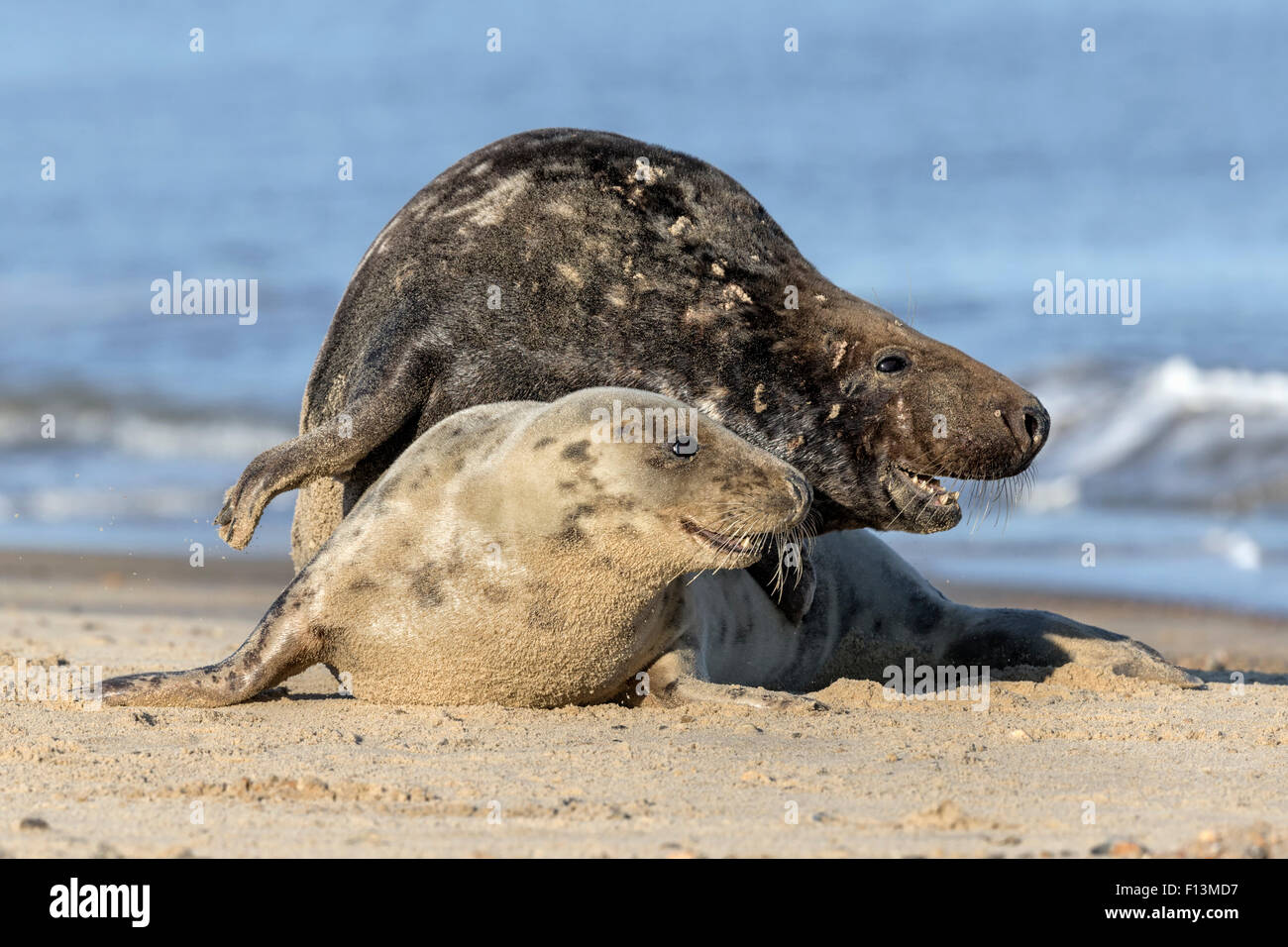 Atlantic grey seal two hi-res stock photography and images - Alamy