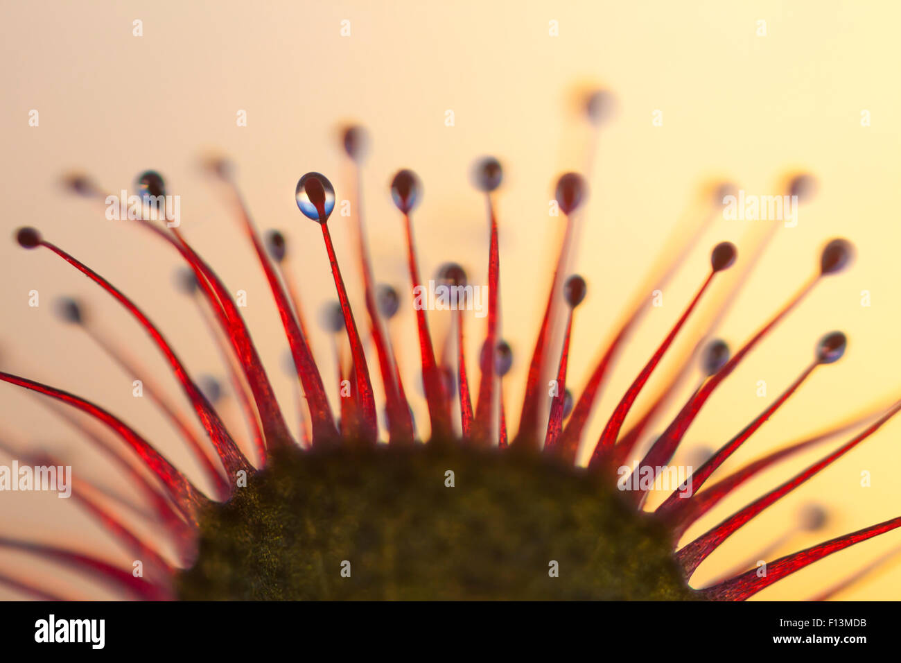 Round-leaved sundew (Drosera rotundifolia) close up of tentacles and ...