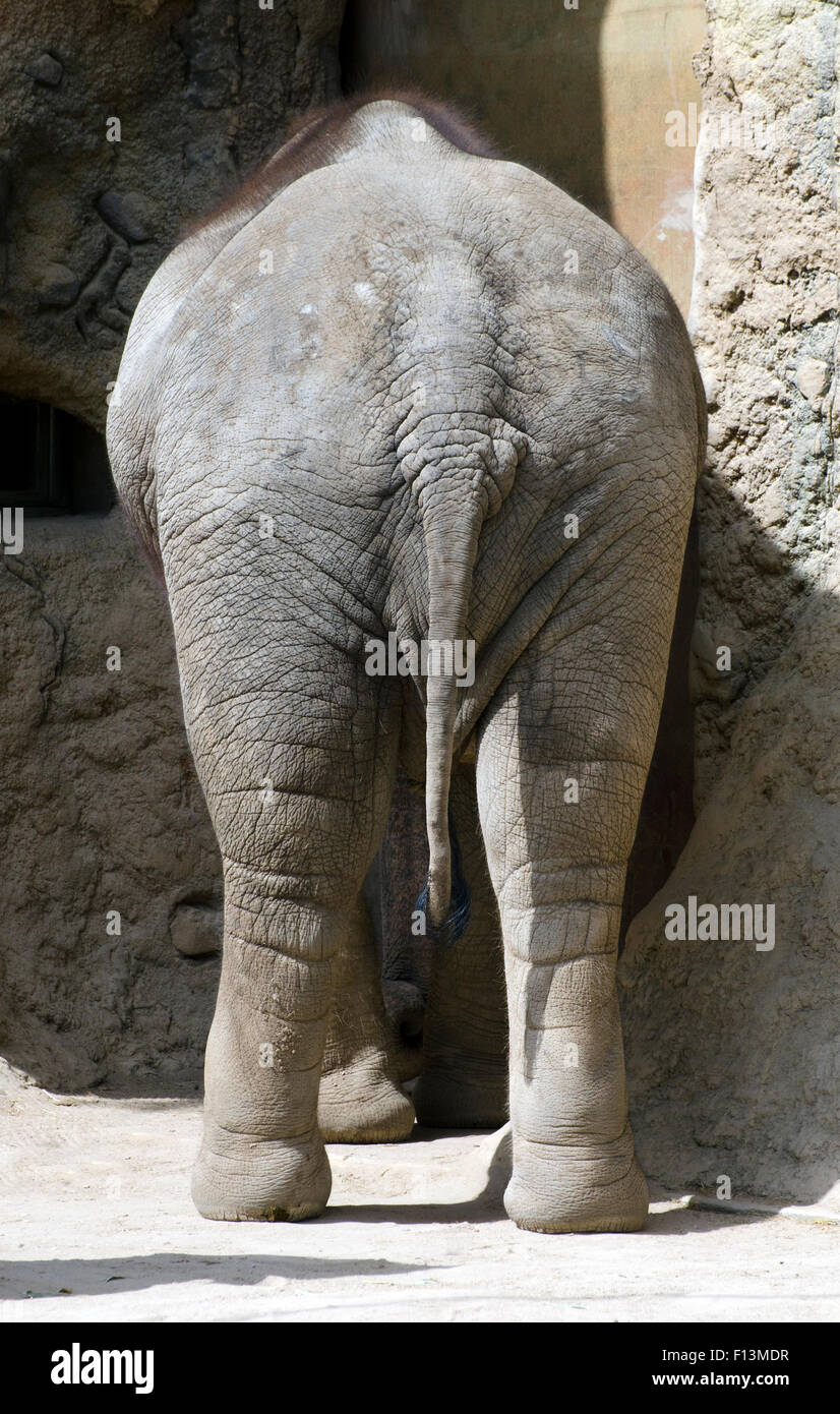 asian elephant elephas maximus heidelberg zoo germany Stock Photo - Alamy