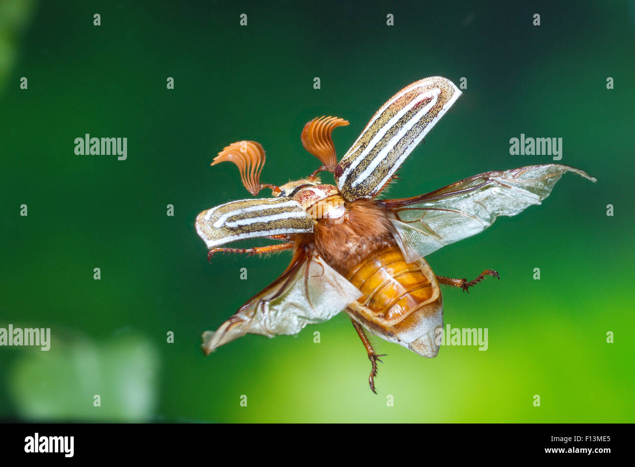 June Beetle Flying Lawn Zoomers: Green June Beetle, Cotinus