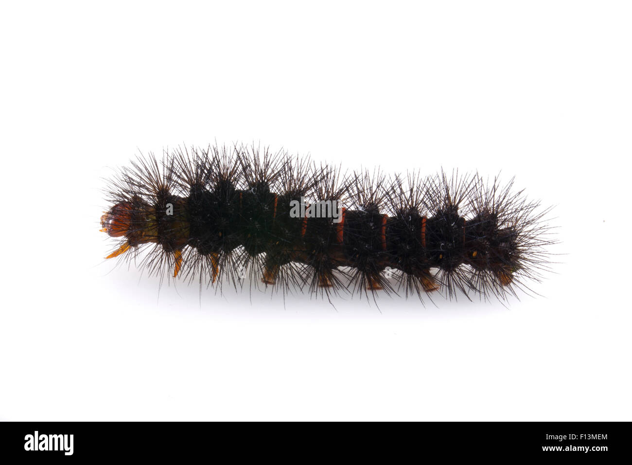 Giant Leopard Moth (Hypercompe scribonia) caterpillar, Cibolo Creek ...