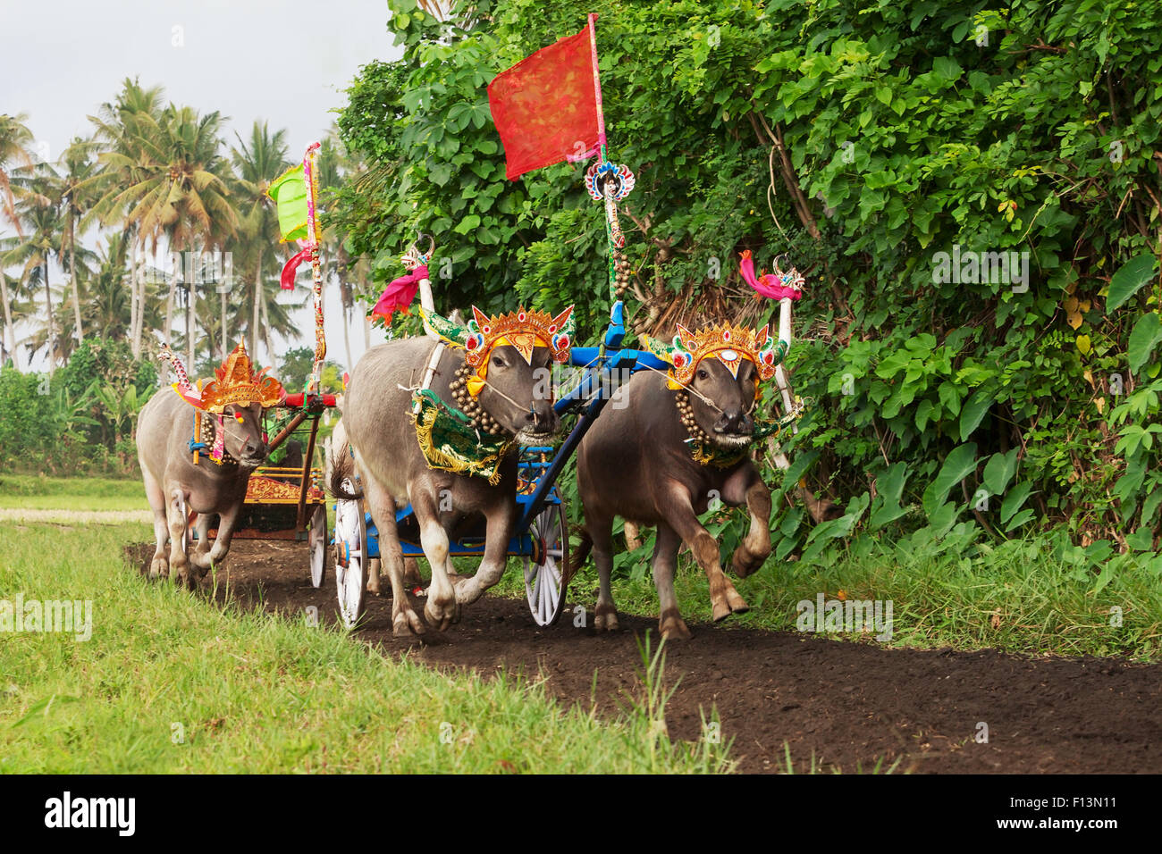 Traditional balinese water buffalo races Mekepung in Jembrana regency ...