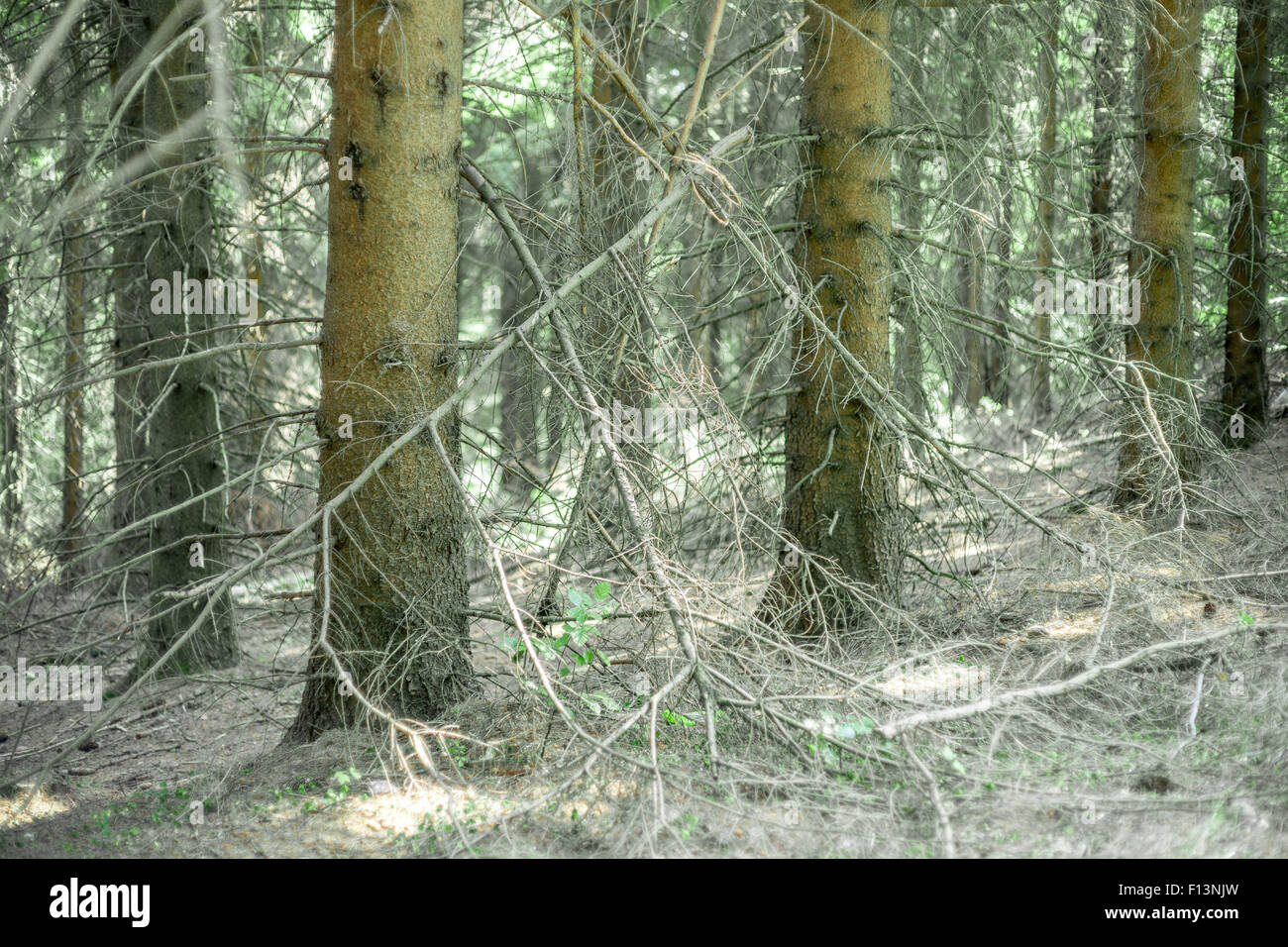 Old summer trees and trees hi-res stock photography and images - Alamy