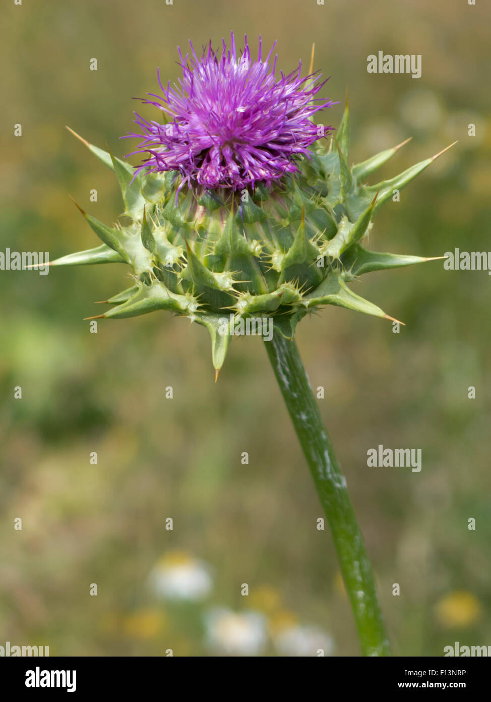Distel hi-res stock photography and images - Alamy