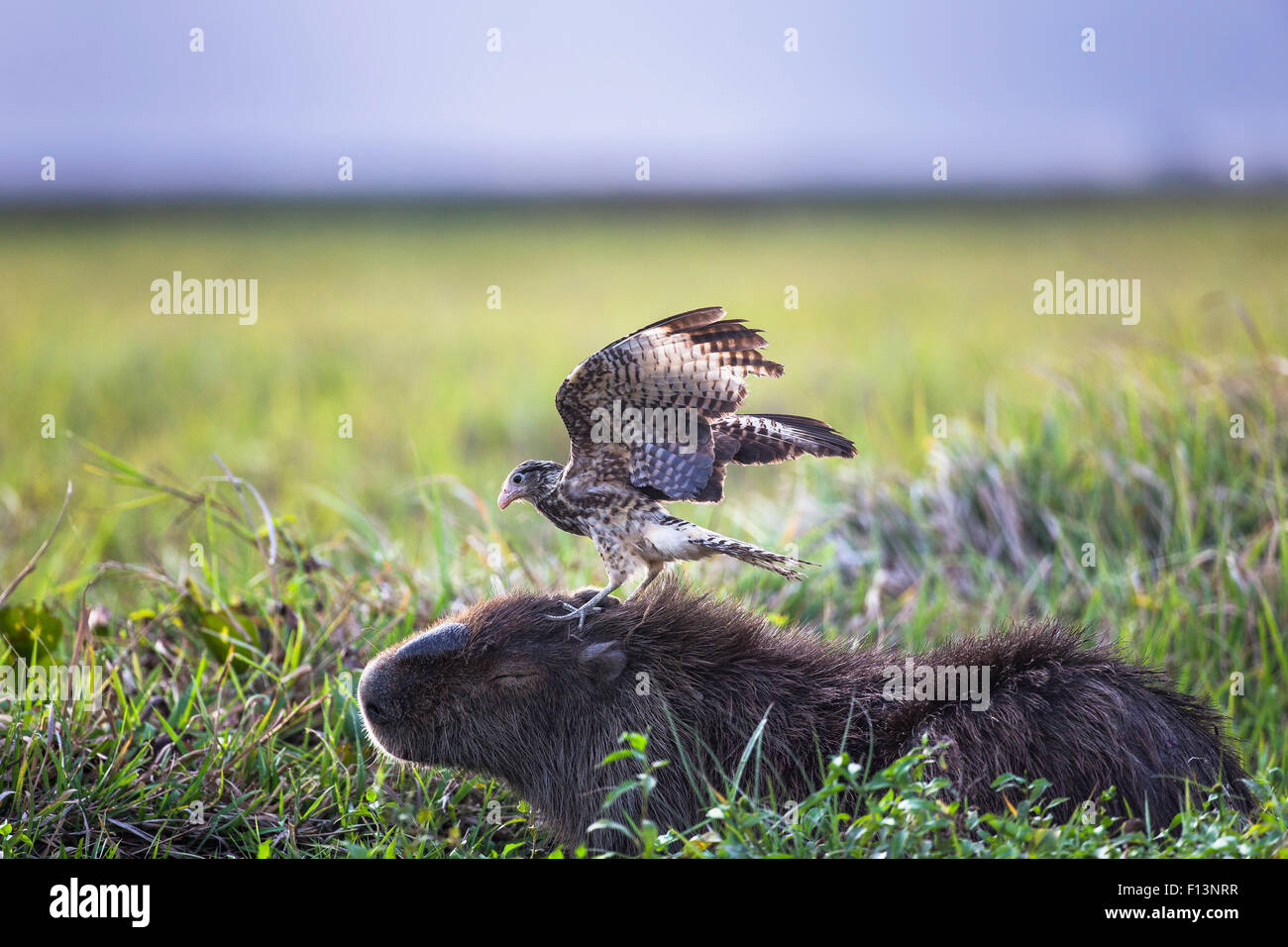 Yellow-Headed Caracara (Milvago chimachima cordatus) feeding on ...