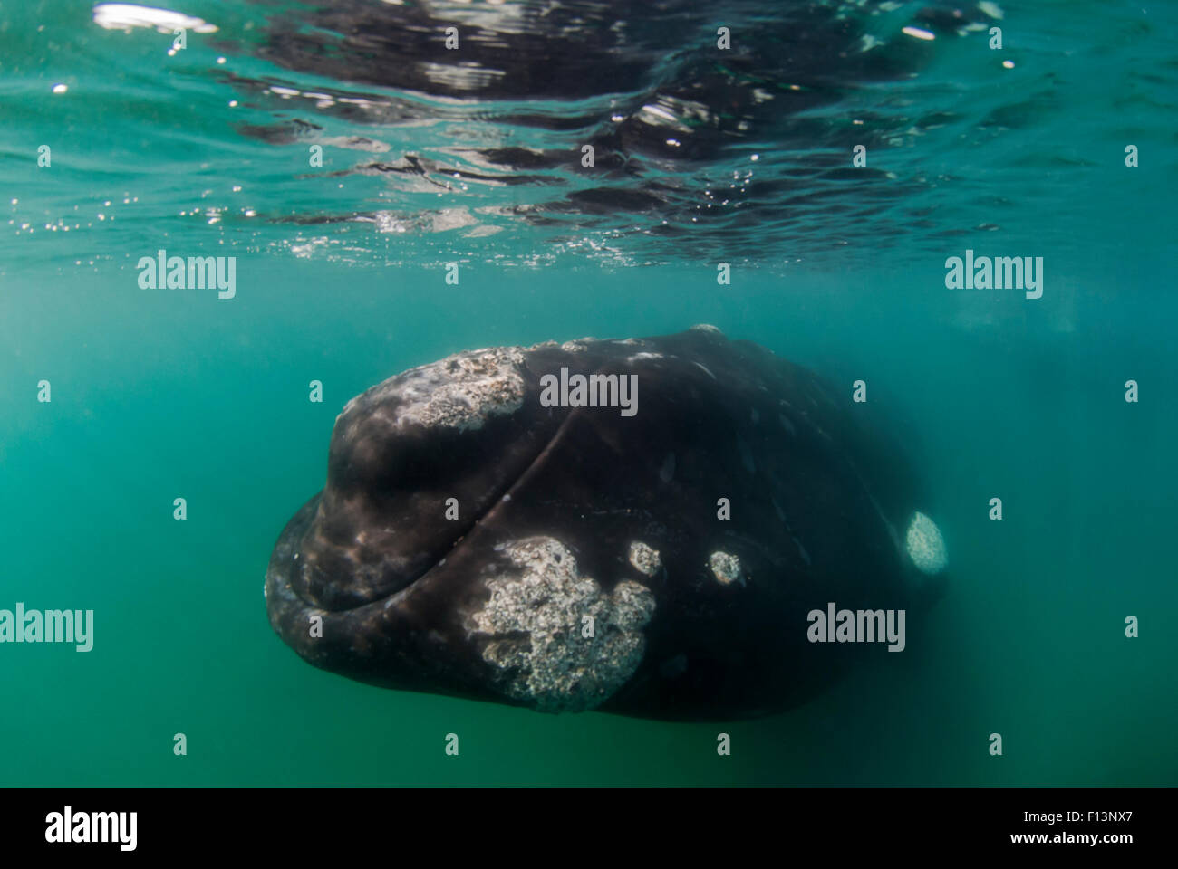 Barnacles whale skin hi-res stock photography and images - Alamy