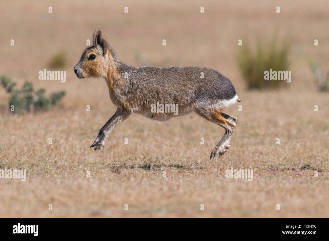 Patagonian mara / cavy (Dolichotis patagonum) stotting. Valdes ...