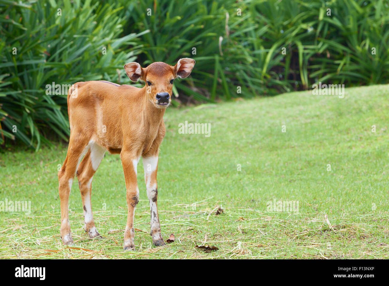 Funny newborn baby cow on the farm stands on green grass and looking ...