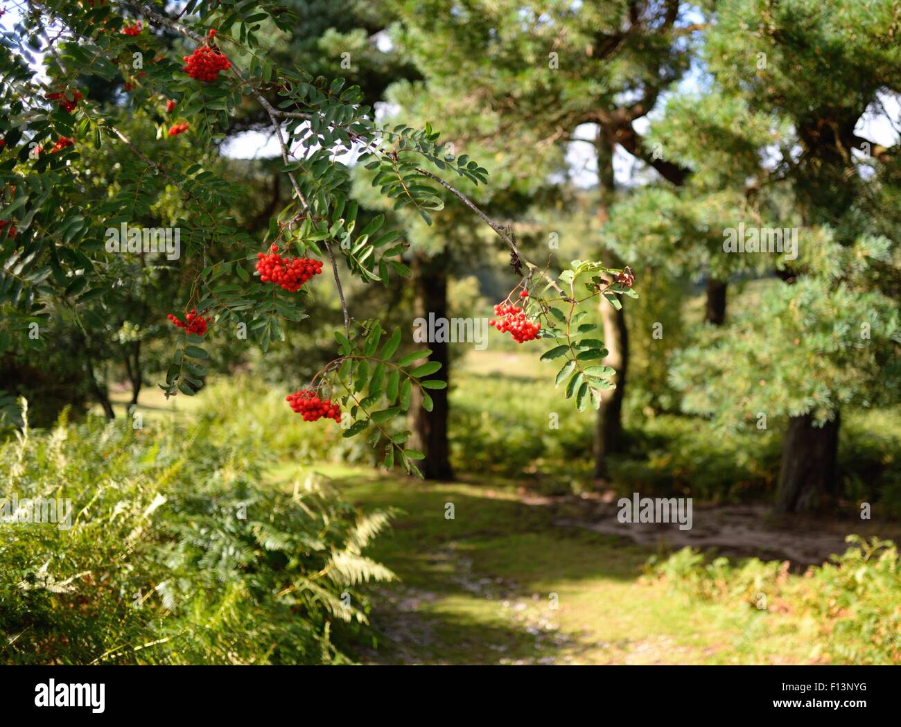 Red berries on a mountain ash tree, New Forest, Hampshire, UK Stock ...