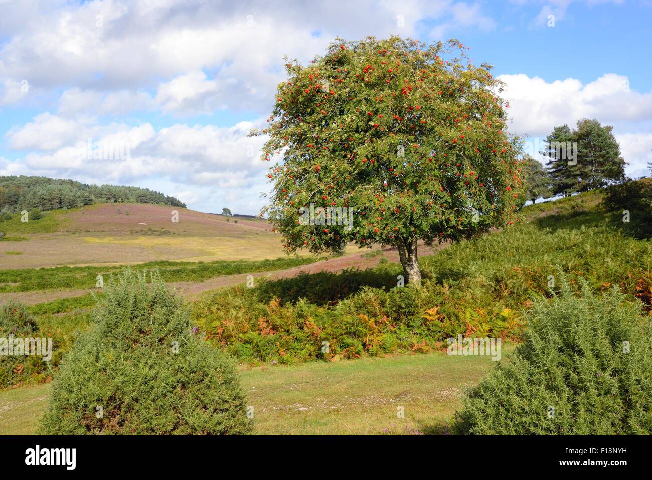 Ash tree forest hi-res stock photography and images - Alamy