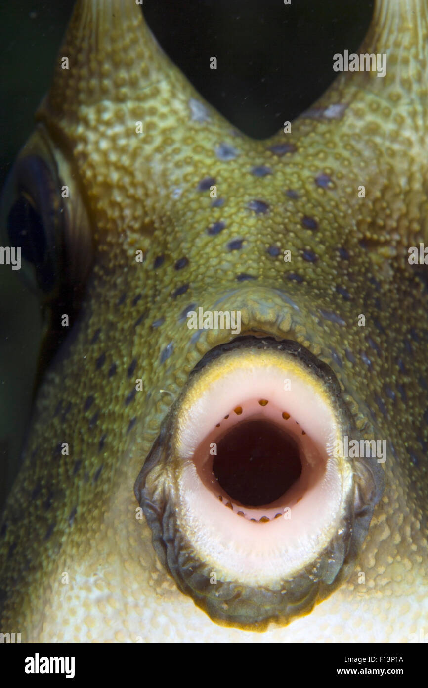 CLOSE-UP FACE VIEW OF COWFISH WITH DARK BACKGROUND Stock Photo - Alamy