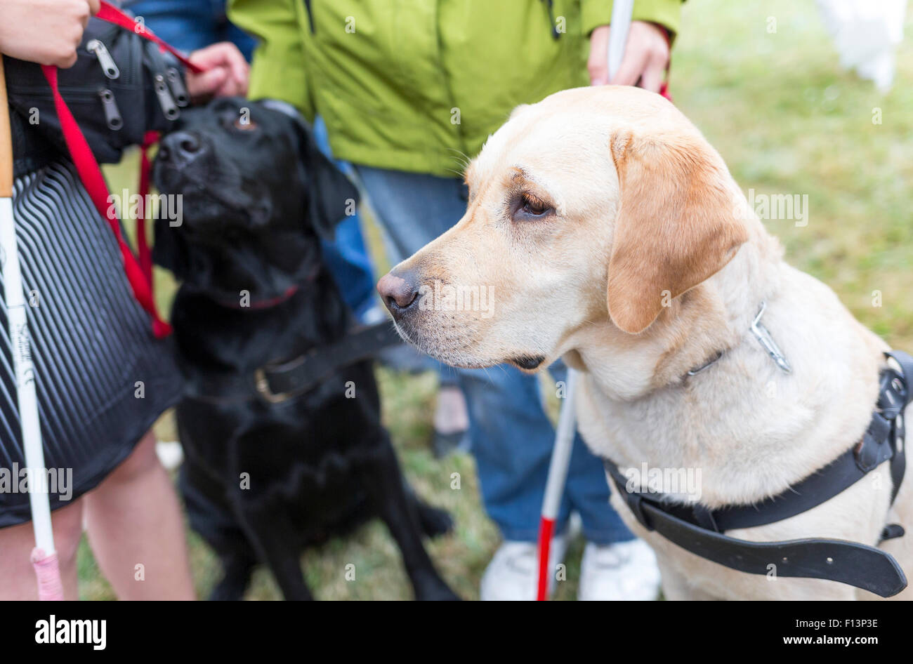 How Long Does It Take To Train A Dog For The Blind
