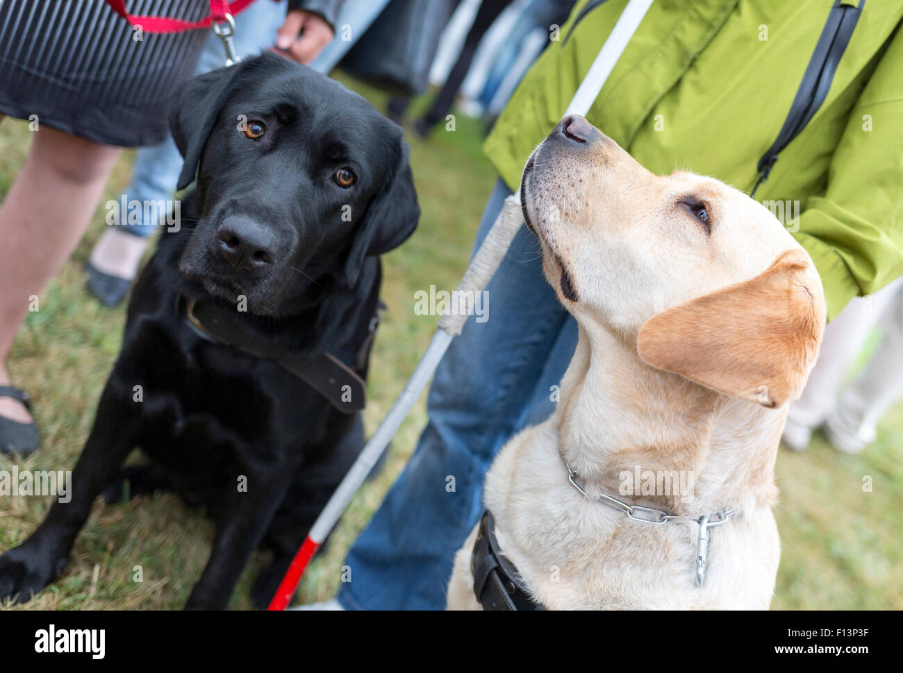 Blind people and guide dogs during the last training for the animals ...