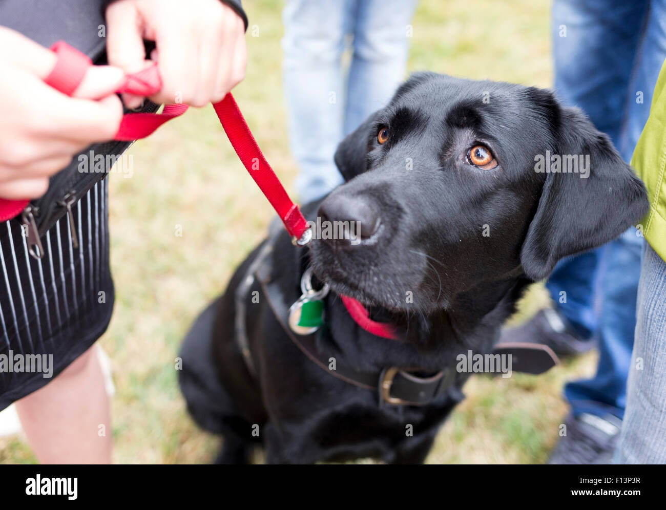 Black labrador guide dog before the last training for the animal. The ...
