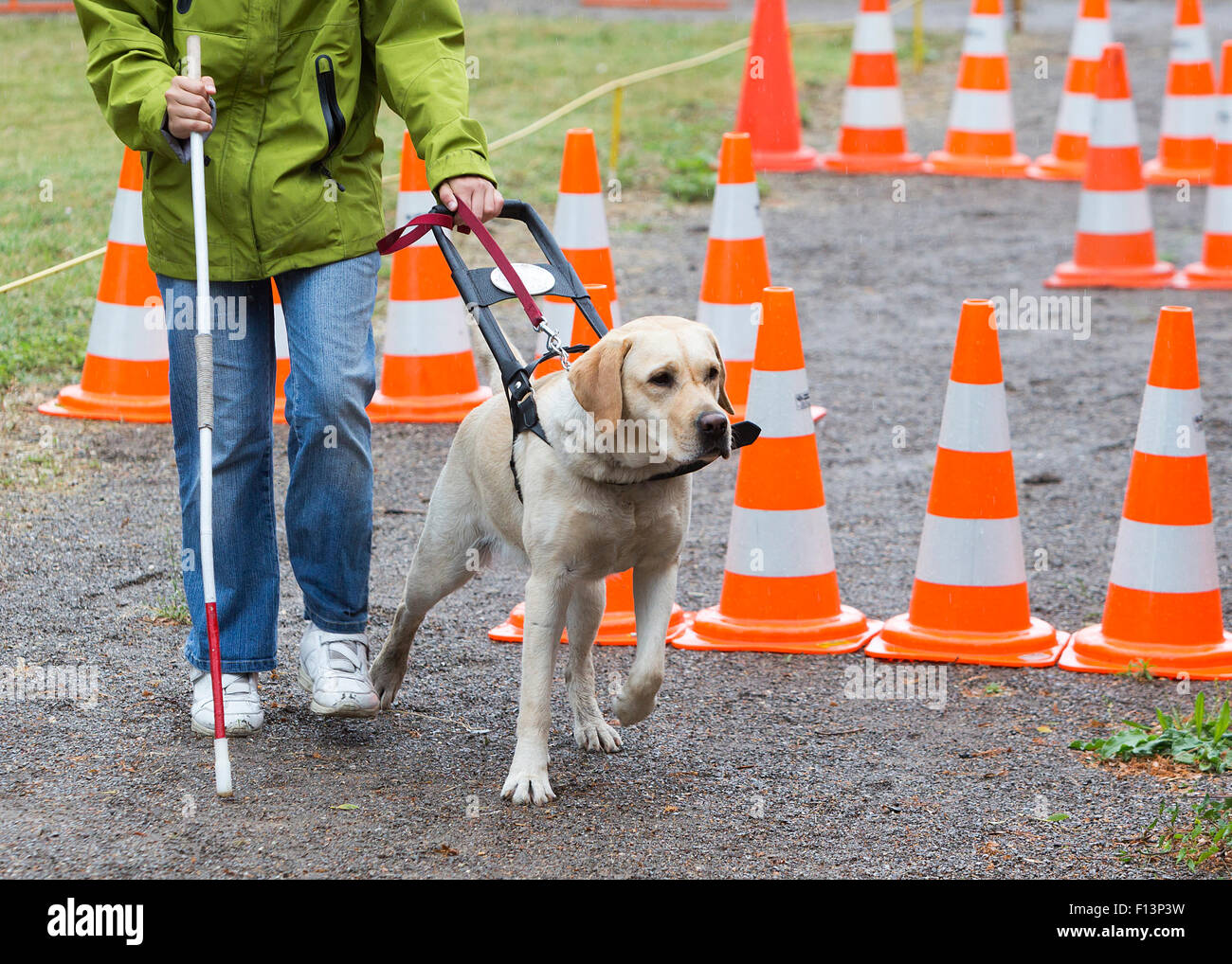 A blind person is led by her golden retriever guide dog during the last ...