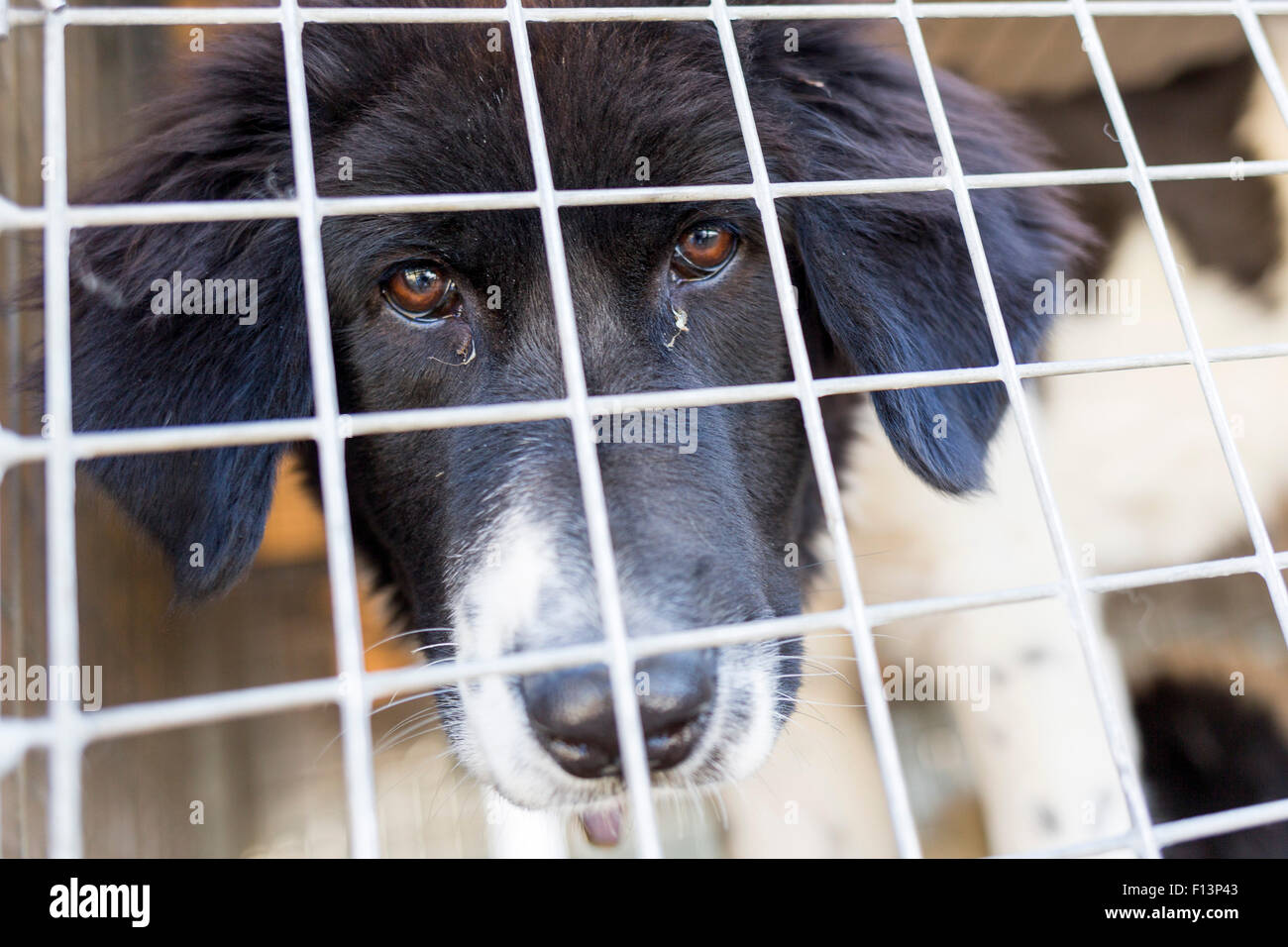 Homeless dog is being locked in a cage Stock Photo - Alamy