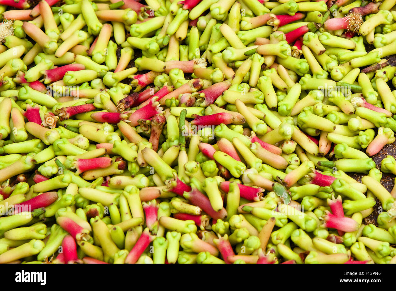 Background of drying raw red and green clove sticks and flowers ...