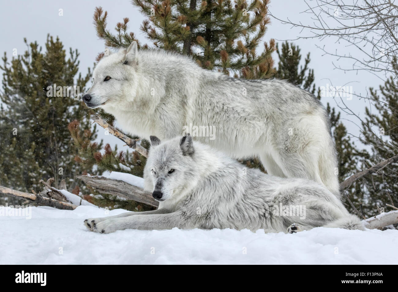 Guard pair hi-res stock photography and images - Alamy