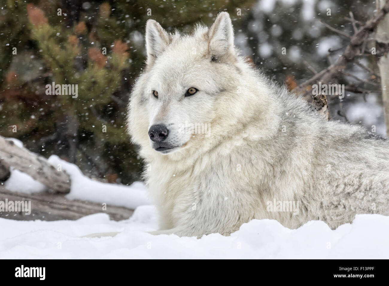 Master wolf hi-res stock photography and images - Alamy