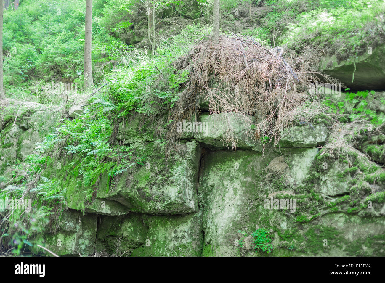 Moss rocks forest hi-res stock photography and images - Alamy