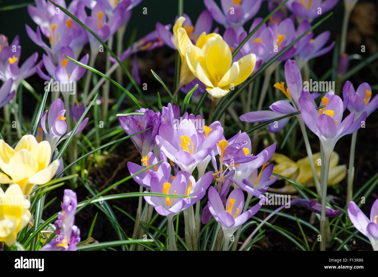 Crocus gb hi-res stock photography and images - Alamy
