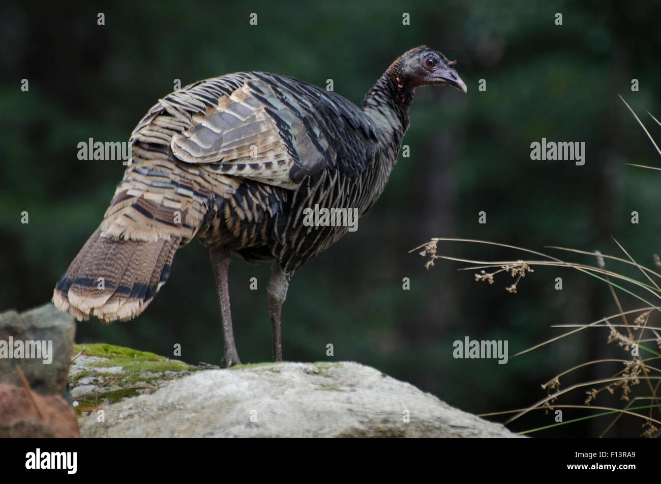 A female wild turkey (Meleagris gallopavo) forages in the Sierra ...