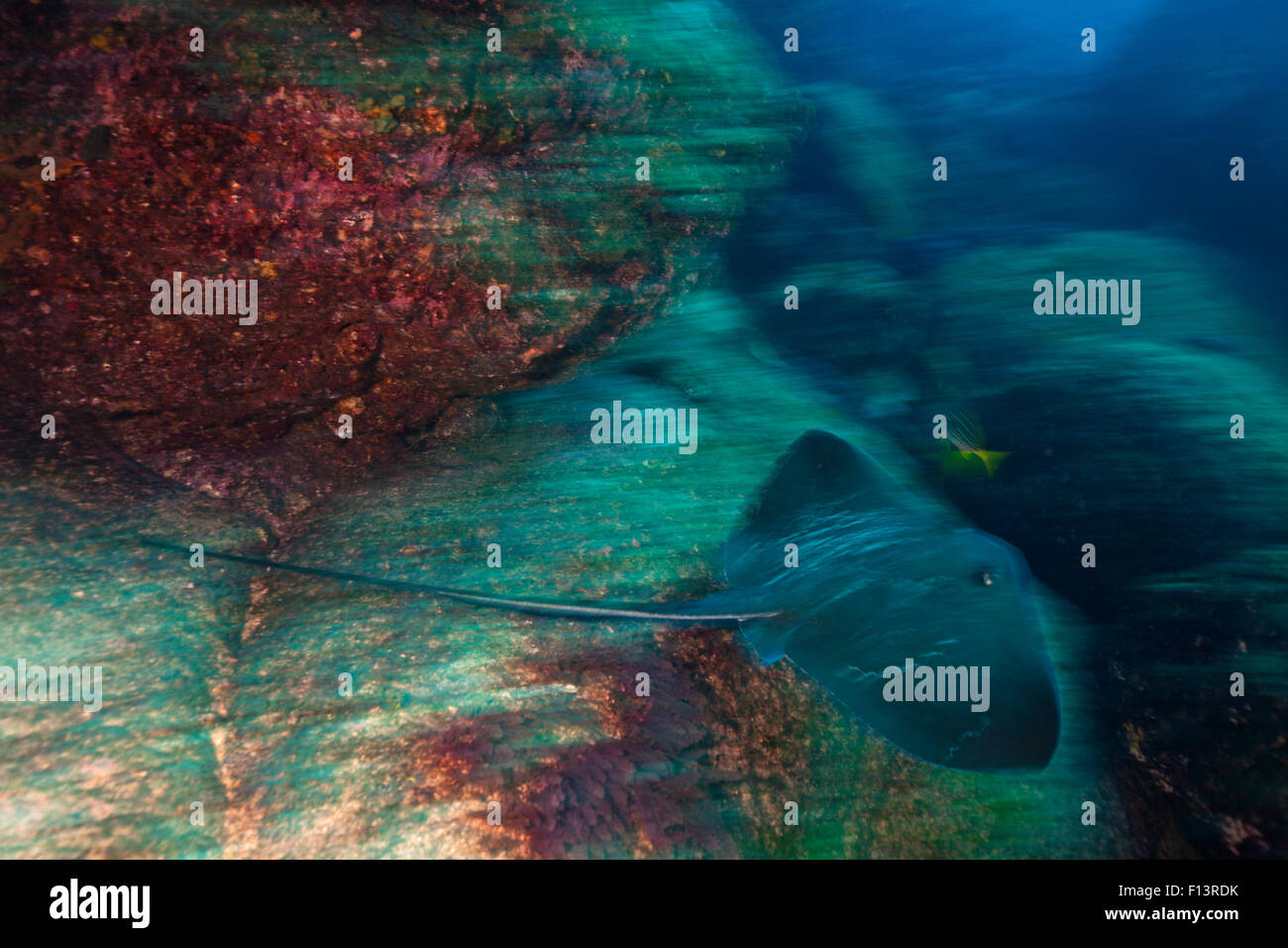 Longtail Stingray (Dasyatis longa), Socorro Island, Revillagigedo ...