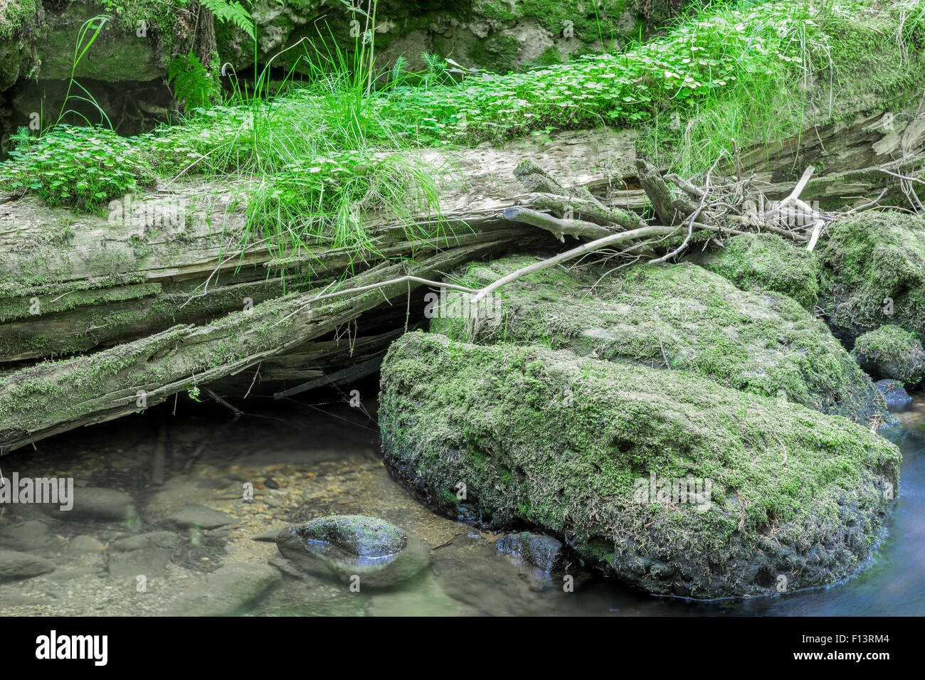 Rotten tree trunk hi-res stock photography and images - Alamy