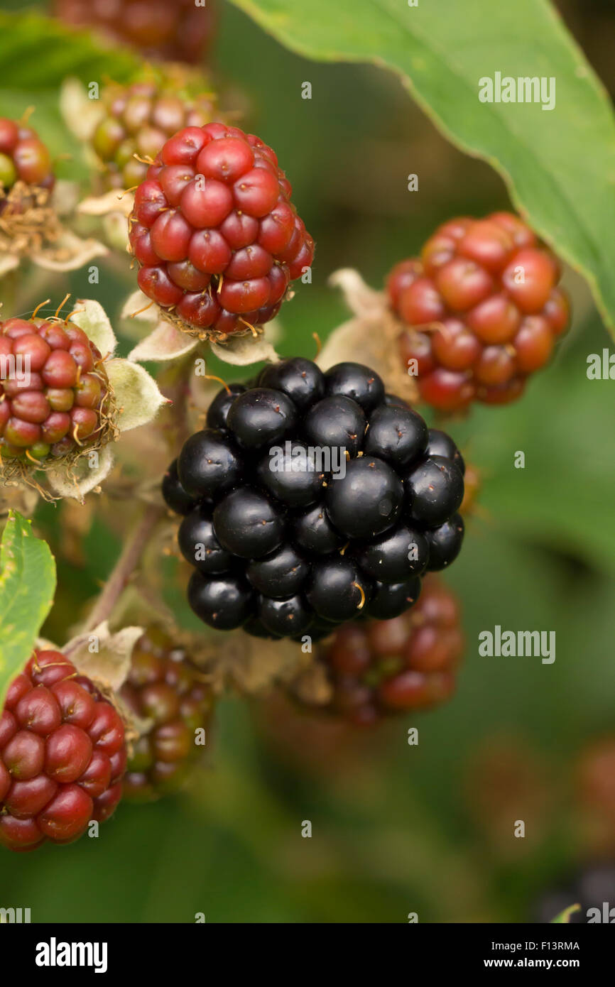 Blackberries in early autumn hi-res stock photography and images - Alamy