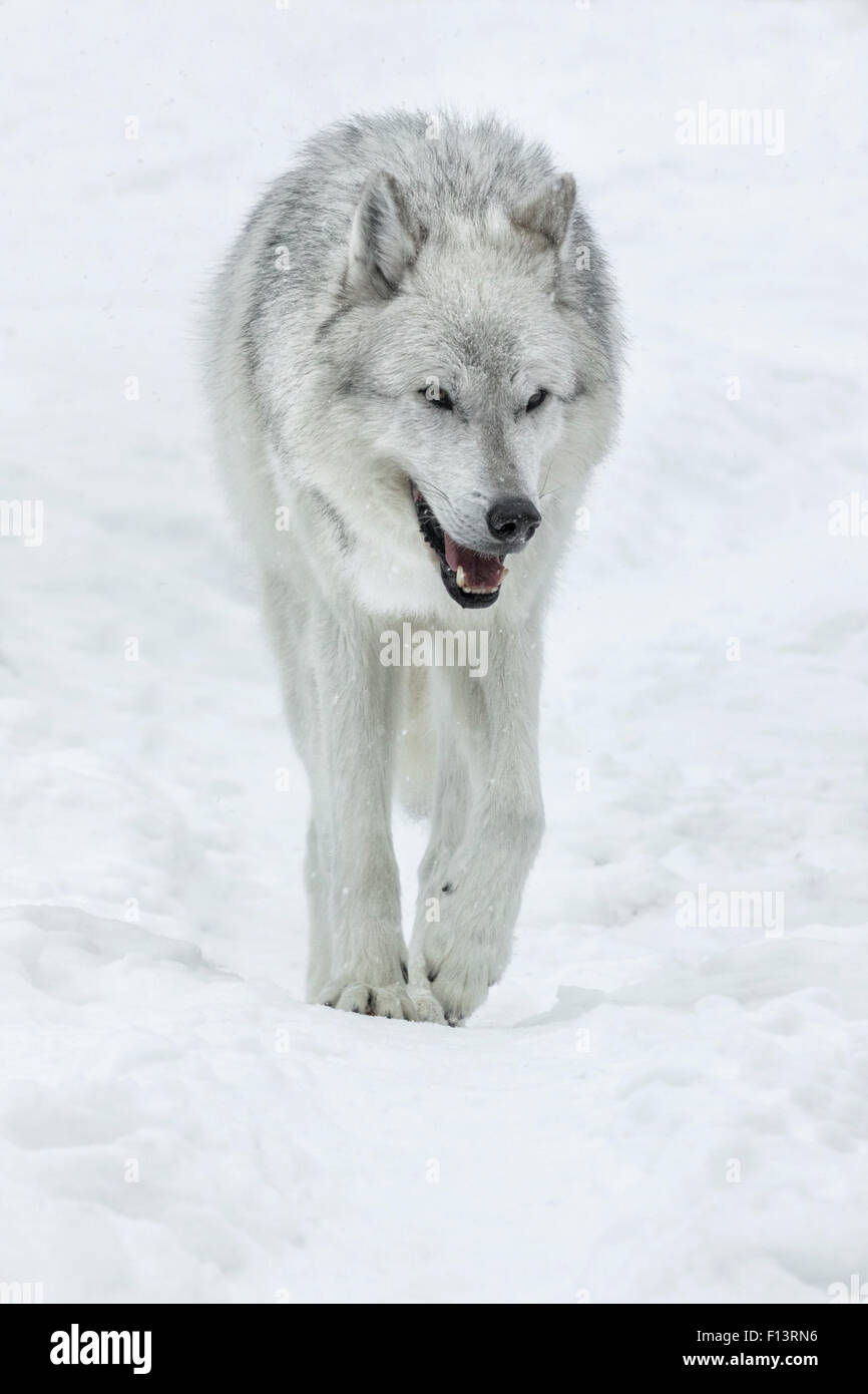 Stalking Wolf Stock Photos & Stalking Wolf Stock Images - Alamy