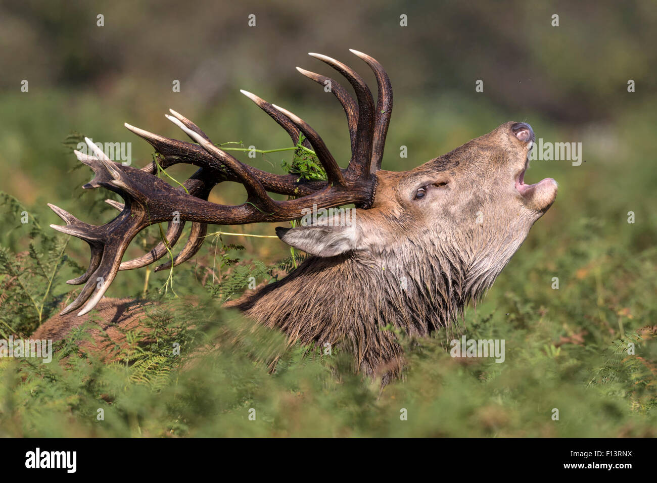 Red Deer Stag Stock Photo - Alamy