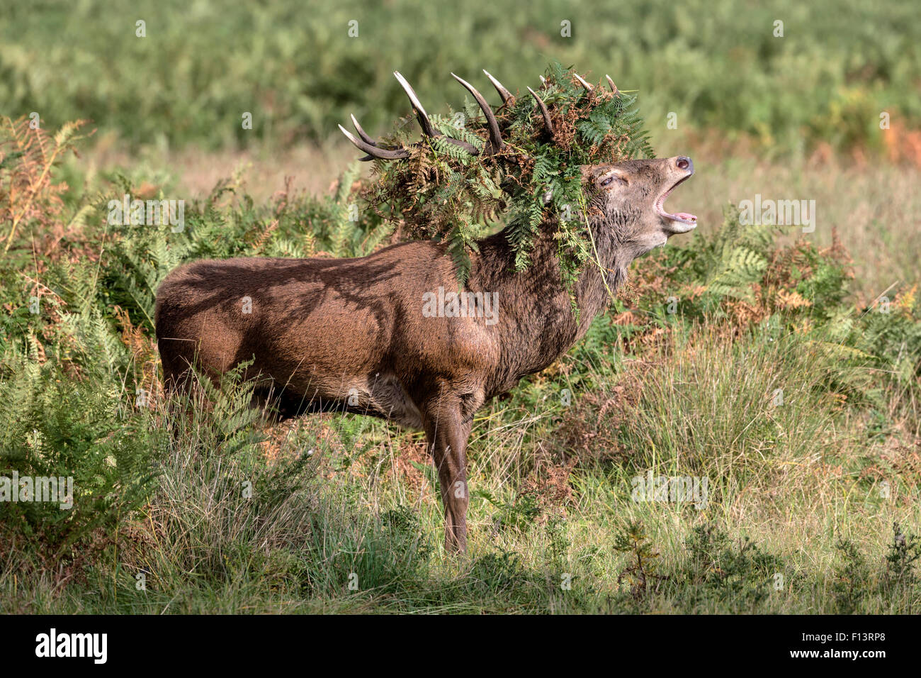 Red deer stag bugling hi-res stock photography and images - Alamy