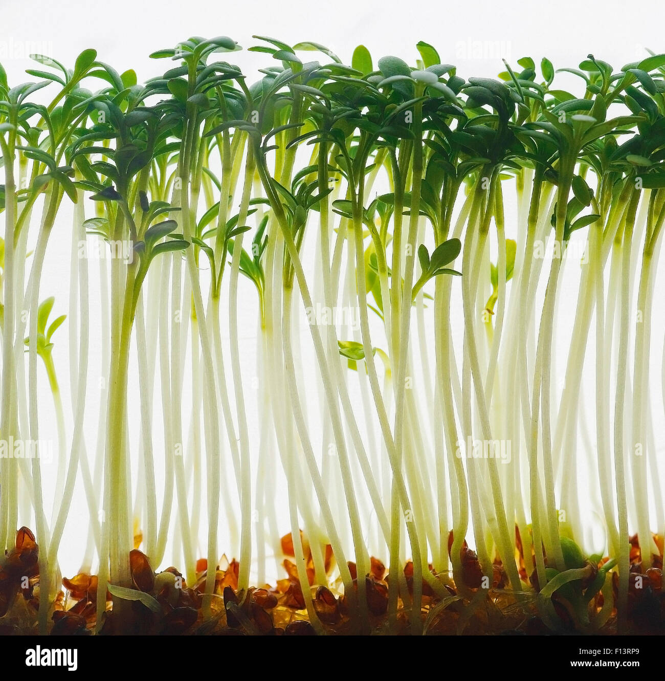 Sprouting Alfalfa seeds (Medicago sativa) against white background ...