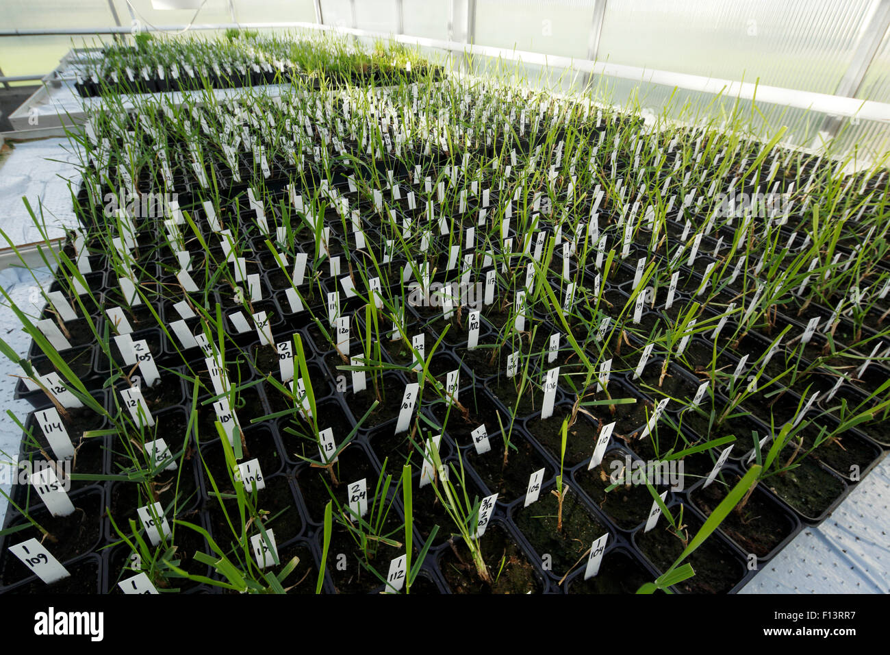 Research experiment in greenhouse, Vollebekk experimental farm ...