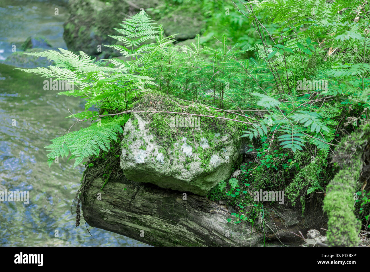 Rotten tree hi-res stock photography and images - Alamy